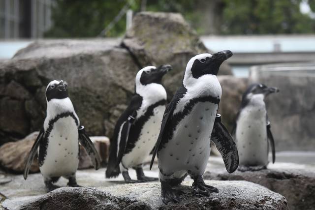 National Aviary’s new exhibit soars to new heights | News, Sports, Jobs ...